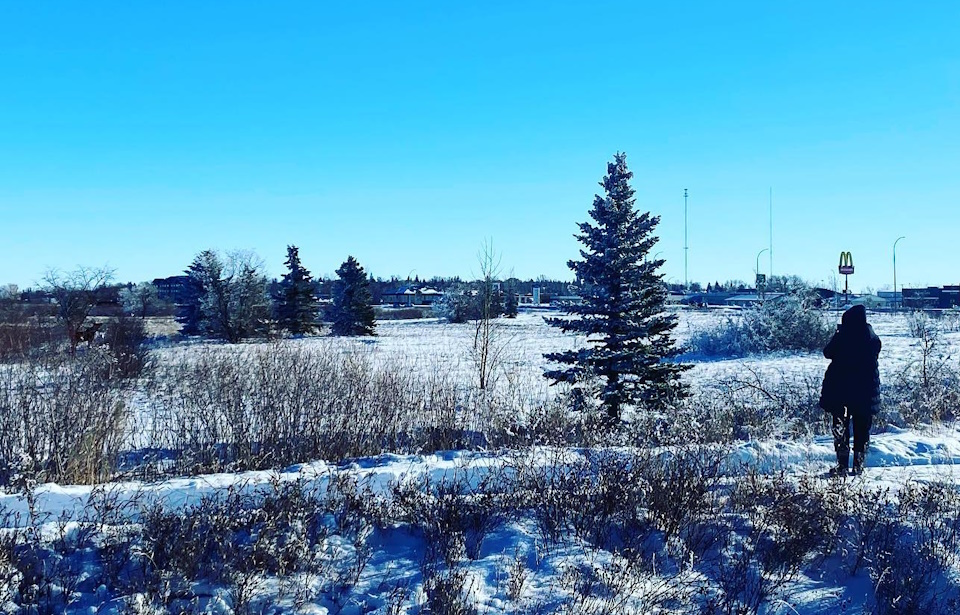 'Hazing off' a preferable method to shooing Moose: Leko - DiscoverWeyburn.com - Local news ...